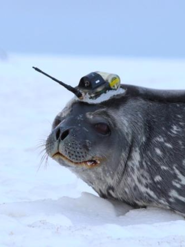Como as focas antárticas ajudam a entender o derretimento de geleiras ...
