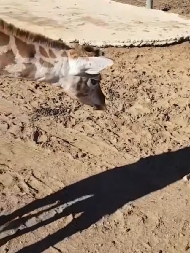 Girafa brinca com a própria sombra; assista | Web Stories CNN Brasil