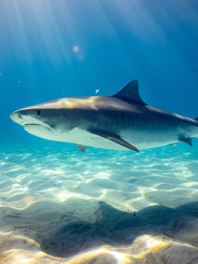 Cinco curiosidades sobre tubarões | Web Stories CNN Brasil