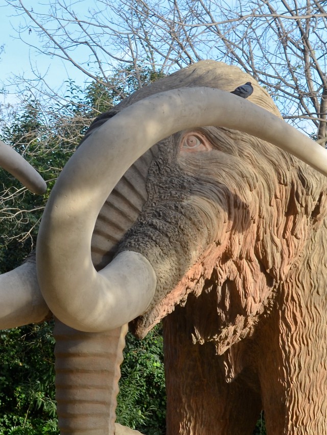 Cientistas recebem US$ 15 milhões para ressuscitar mamute extinto há 4 ...