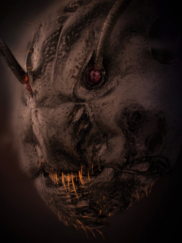 Foto mostra como é o rosto de uma formiga de perto – Web Stories CNN Brasil