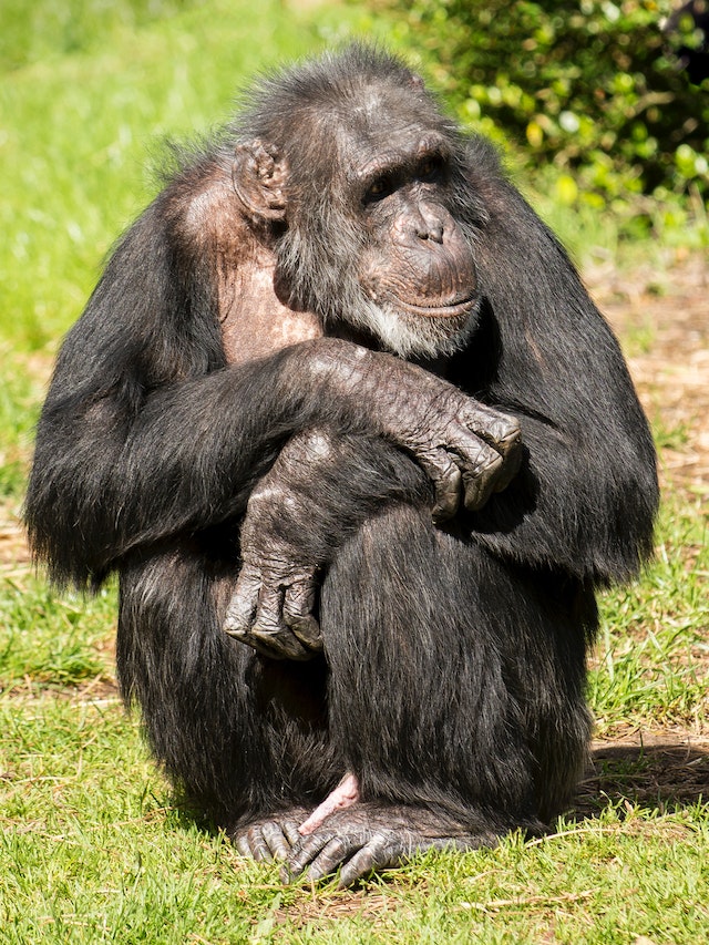 Chimpanzés compartilham experiências, aponta estudo | Web Stories CNN ...
