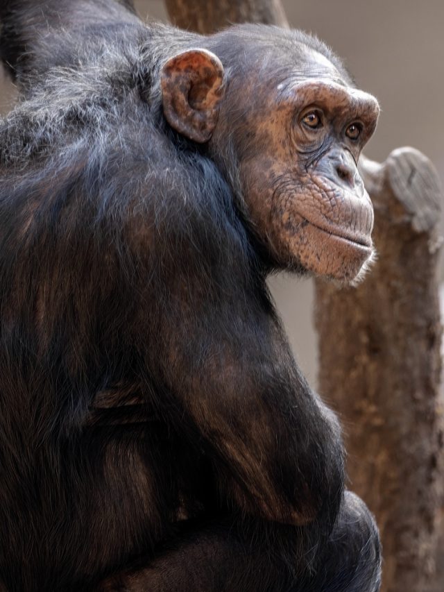 Genoma de primatas revela pistas sobre o que nos torna humanos | Web ...