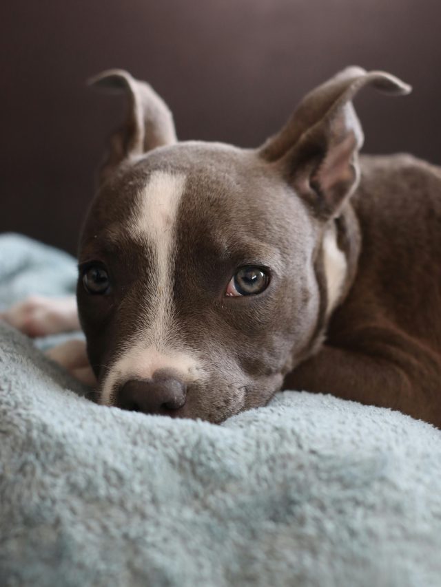 Pets podem pegar dengue? Veja como manter os animais protegidos | Web ...