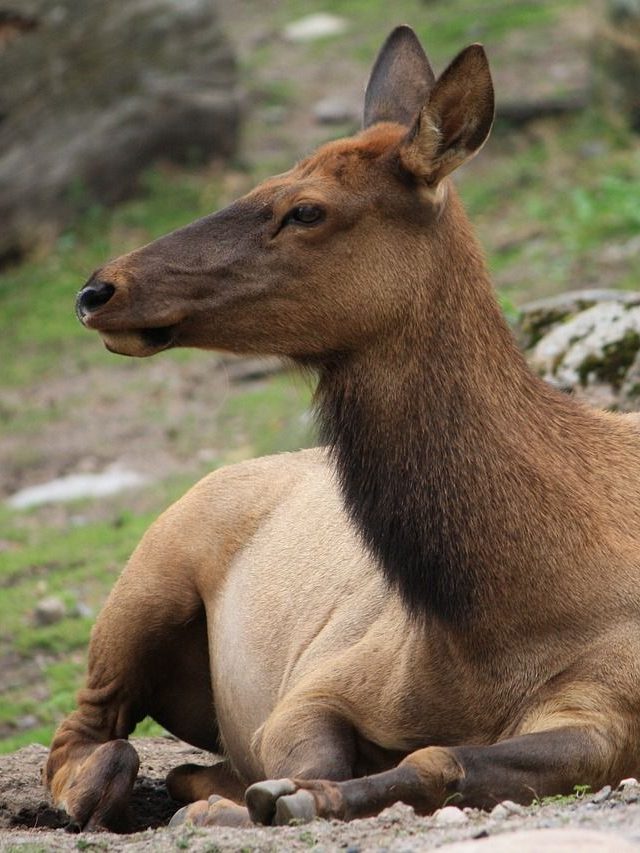 Alce mata idoso que tentava tirar fotos de filhotes no Alasca | Web ...