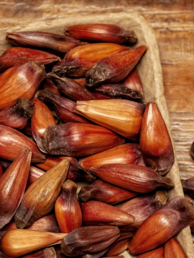 Pinhão: veja benefícios, cuidados e como consumir semente | Web Stories ...