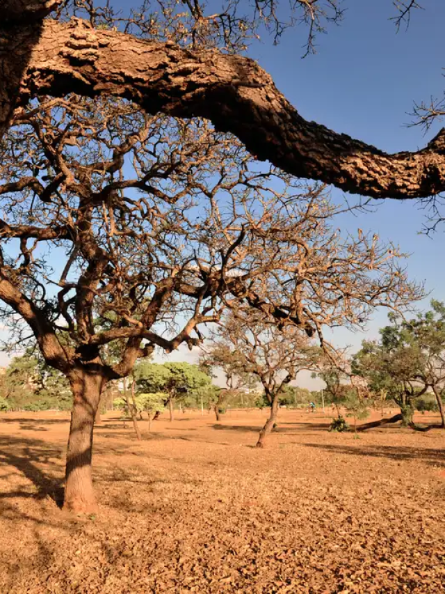 Ameaça: Brasil pode ter até 25% da vegetação nativa degradada | Web ...