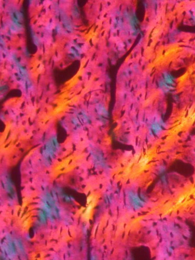 Concurso de fotografia mostra fundo do mar e dinossauro no microscópio ...