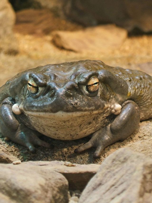 Sapo famoso pelo veneno psicodélico corre risco de extinção, diz estudo ...