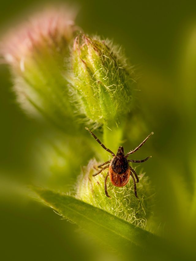 Doença de Lyme: entenda o que é, sintomas e tratamento | Web Stories ...